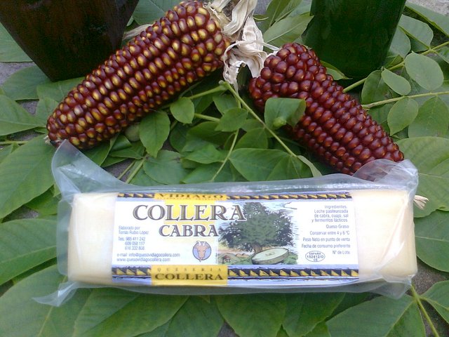 COLLERA VACA RFE. 107 - Queso Vidiago Collera